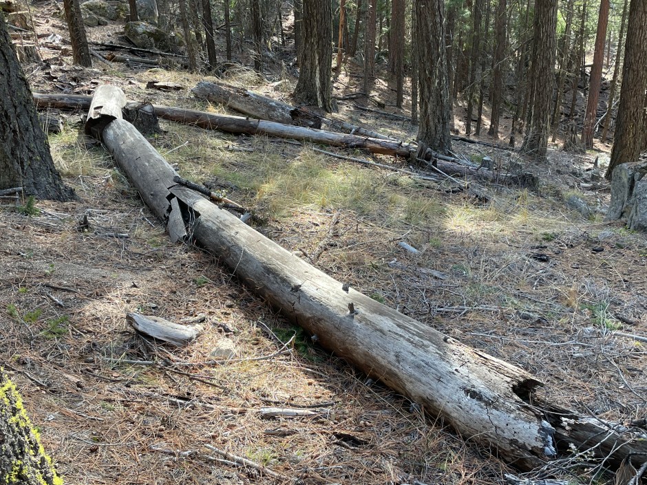Forest Service: Cutting Snags To Eliminate Endanger Species Habitat ...