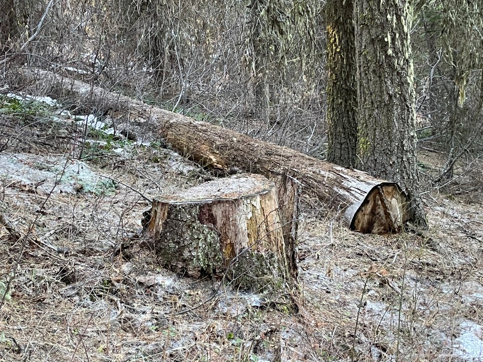 Forest Service: Cutting Snags To Eliminate Endanger Species Habitat ...